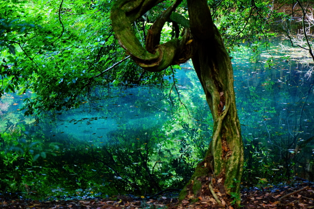 遊佐町 丸池様 by K.T.50 （ID：13089473） - 写真共有サイト:PHOTOHITO