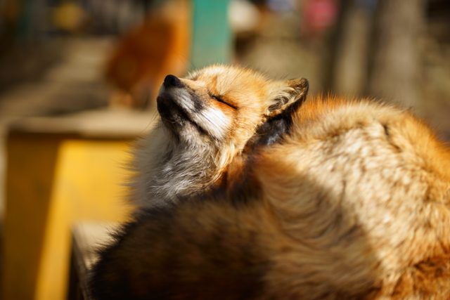 宮城蔵王キツネ村 by K.T.50 （ID：12190537） - 写真共有サイト:PHOTOHITO