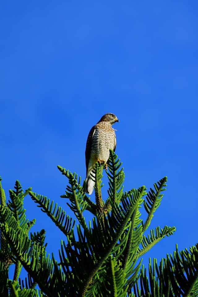 ハイタカ by K.T.50 （ID：12671559） - 写真共有サイト:PHOTOHITO