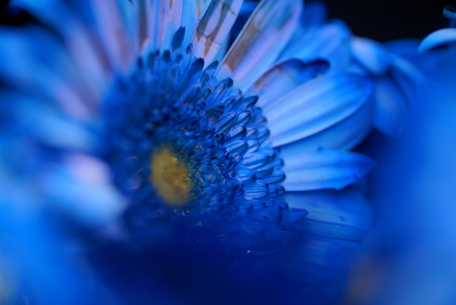 ガーベラ by K.T.50 （ID：12857334） - 写真共有サイト:PHOTOHITO