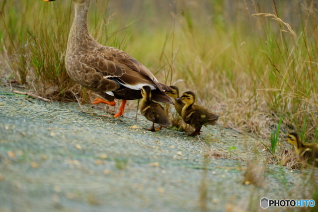 さぁどうしたもんかな・・・ by K.T.50 （ID：12523977） - 写真共有サイト:PHOTOHITO