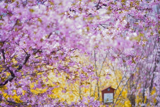 花の洪水 by K.T.50 （ID：12900016） - 写真共有サイト:PHOTOHITO