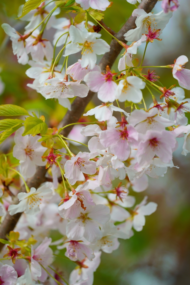 散り始めても桜 by K.T.50 （ID：12935610） - 写真共有サイト:PHOTOHITO