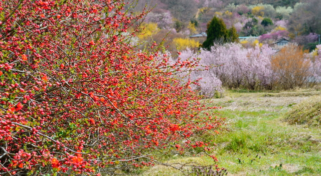 紅梅 by K.T.50 （ID：12900019） - 写真共有サイト:PHOTOHITO