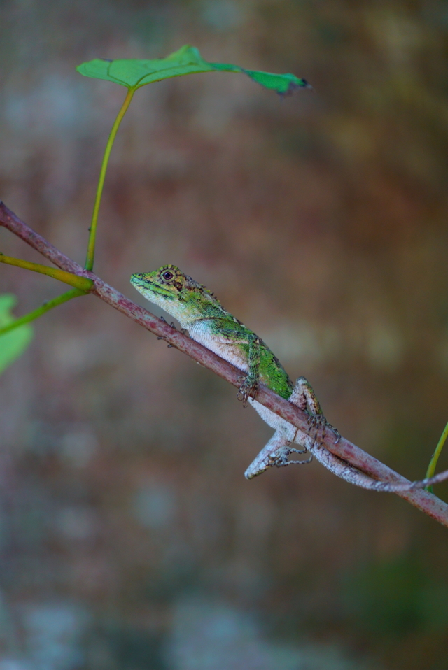 キノボリトカゲ by K.T.50 （ID：12671561） - 写真共有サイト:PHOTOHITO