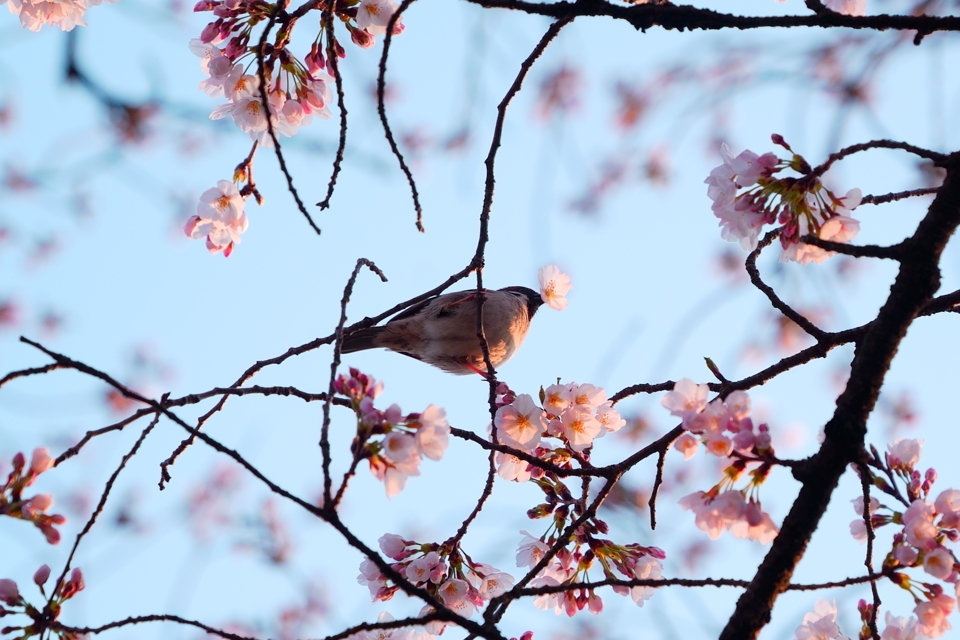 雀 by K.T.50 （ID：12919532） - 写真共有サイト:PHOTOHITO