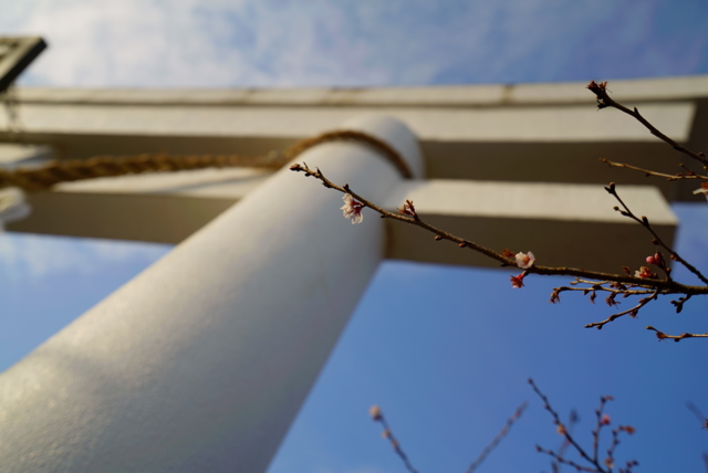 咲き始め by K.T.50 （ID：12797628） - 写真共有サイト:PHOTOHITO