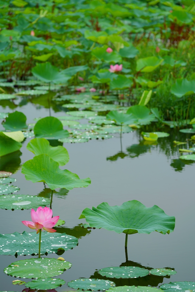 ため池の蓮 by K.T.50 （ID：12515977） - 写真共有サイト:PHOTOHITO