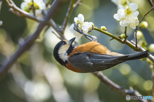 2025年 ヤマガラ 8 by プレティオ （ID：12854639） - 写真共有サイト:PHOTOHITO