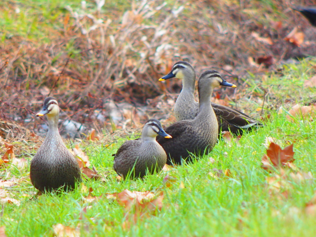 PC270927 by ニッキー29 （ID：12173125） - 写真共有サイト:PHOTOHITO