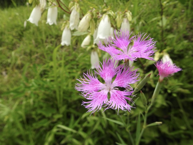 20240530花 by りょう天 （ID：12445218） - 写真共有サイト:PHOTOHITO