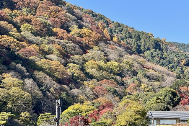 20241129右京区07 by AzusaAkiyama （ID：12731478） - 写真共有サイト:PHOTOHITO