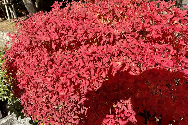 20241129右京区09 by AzusaAkiyama （ID：12731486） - 写真共有サイト:PHOTOHITO