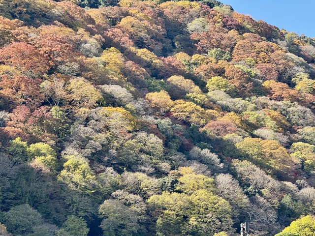 20241129右京区05 by AzusaAkiyama （ID：12731475） - 写真共有サイト:PHOTOHITO