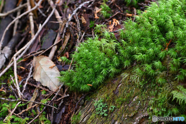 シッポゴケの仲間 by ファインダー越しの世界 （ID：12885872） - 写真共有サイト:PHOTOHITO