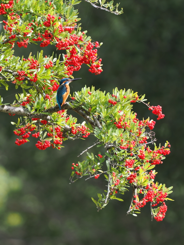 来た、見た、撮れた、やりました！2 by みちひろ （ID：12673012） - 写真共有サイト:PHOTOHITO