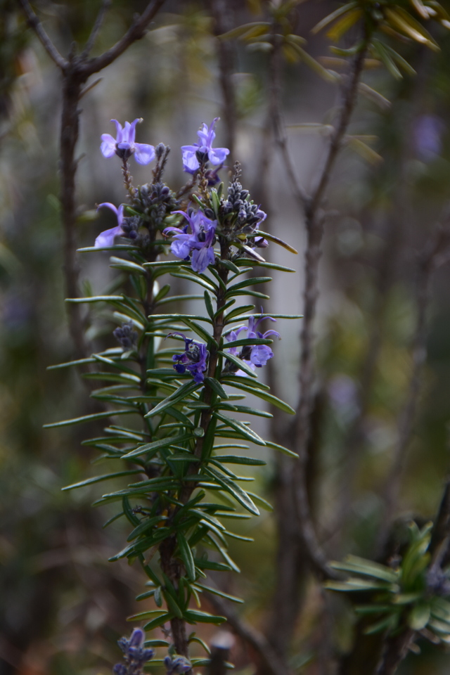 DSC_4248 by 村 （ID：12309844） - 写真共有サイト:PHOTOHITO