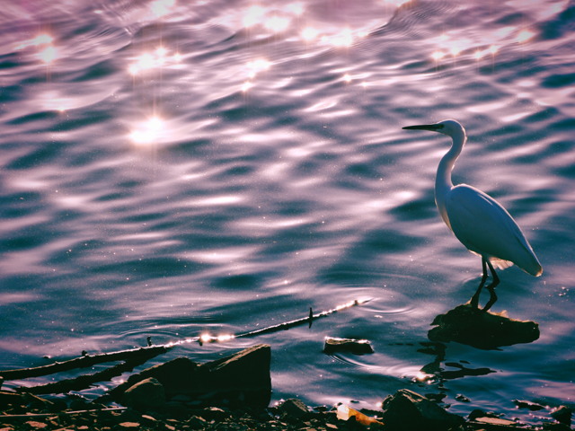 Last egret by h1toriski （ID：12704863） - 写真共有サイト:PHOTOHITO