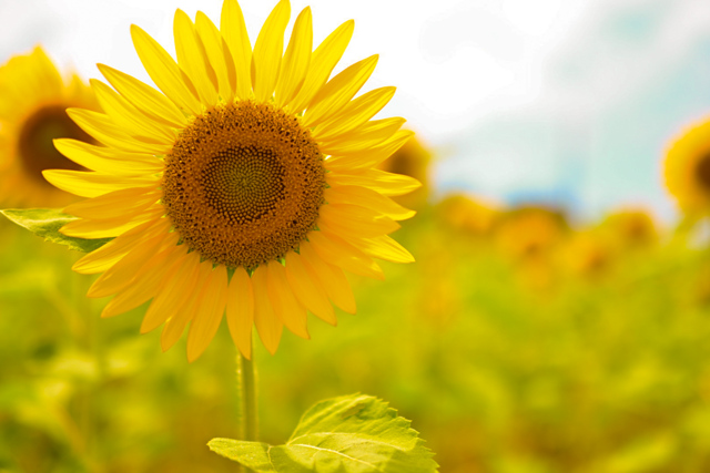 私を見て〜♪ by mikmik （ID：12573688） - 写真共有サイト:PHOTOHITO