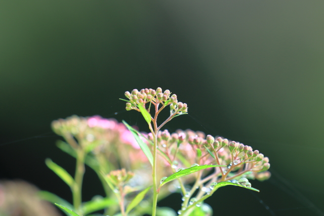 240713-081007 by M240701 （ID：12517604） - 写真共有サイト:PHOTOHITO