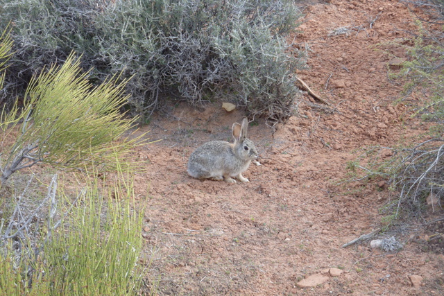 野うさぎ by ニコラスケイジ （ID：12581717） - 写真共有サイト:PHOTOHITO