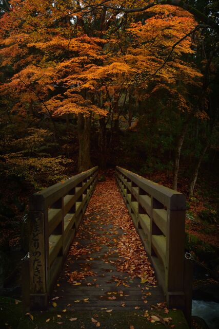 Sense a presence by M.D.K （ID：12854785） - 写真共有サイト:PHOTOHITO