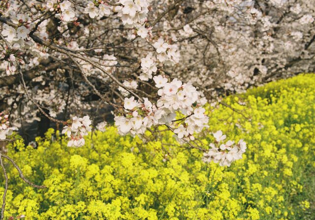 桜と菜の花2025-005 by まっち0407 （ID：12960662） - 写真共有サイト:PHOTOHITO