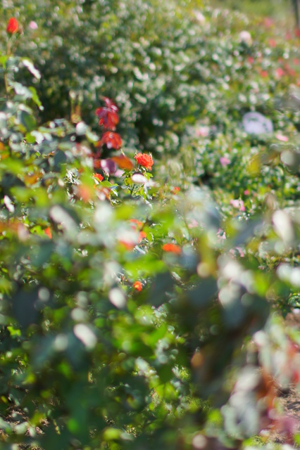 暈けの中で by tomcat （ID：2216186） - 写真共有サイト:PHOTOHITO