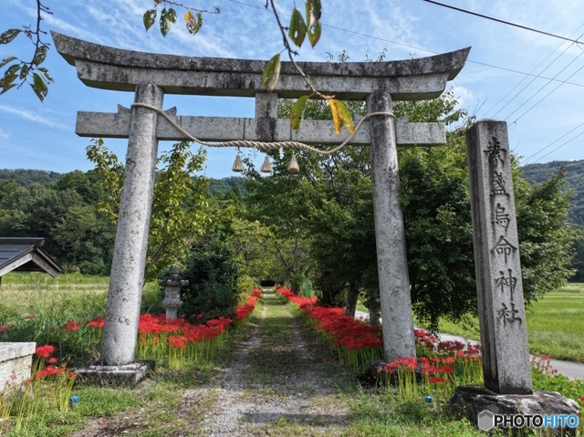 参道の秋 by ゴリ （ID：12630089） - 写真共有サイト:PHOTOHITO