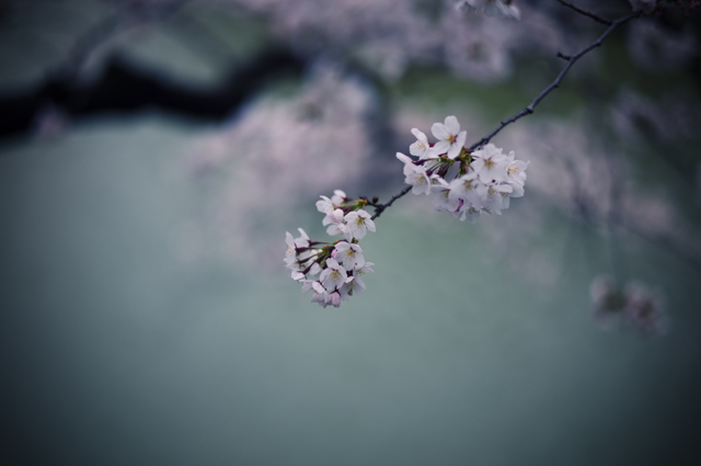 Gray Spring by momo0829 （ID：4317246） - 写真共有サイト:PHOTOHITO