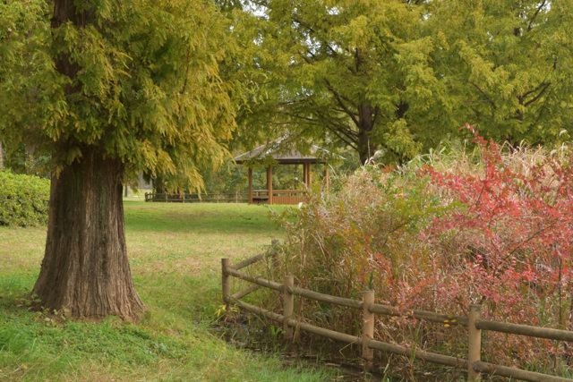 DSC_5676 by チバトム （ID：12095605） - 写真共有サイト:PHOTOHITO