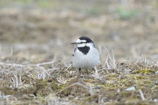 2812 by TX88A+α02 （ID：11526893） - 写真共有サイト:PHOTOHITO