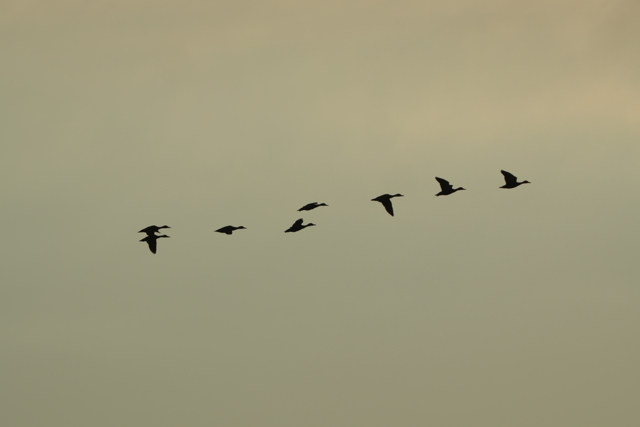 8474 by TX88A+α02 （ID：13091447） - 写真共有サイト:PHOTOHITO