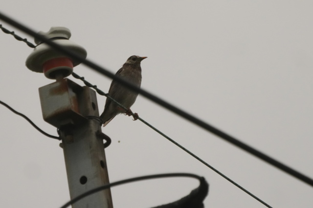 0469 by TX88A+α02 （ID：12582473） - 写真共有サイト:PHOTOHITO