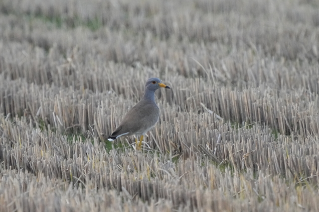 8632 by TX88A+α02 （ID：12155583） - 写真共有サイト:PHOTOHITO