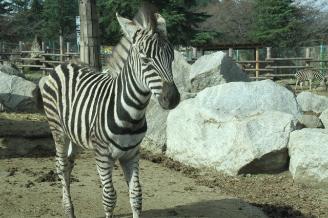 しまうま by sy （ID：917279） - 写真共有サイト:PHOTOHITO