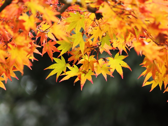 秋色暖簾 by 富士山なすび （ID：1513571） - 写真共有サイト:PHOTOHITO