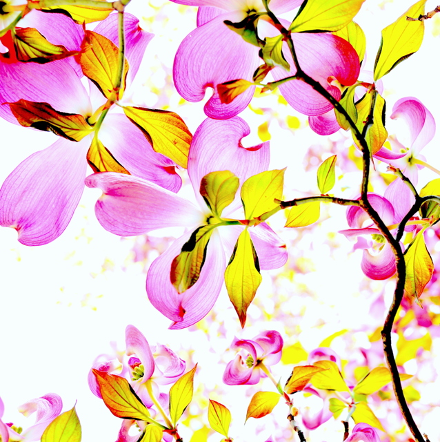 花の香り by Hsaki （ID：1154072） - 写真共有サイト:PHOTOHITO