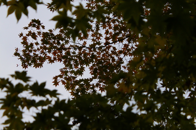 by matuyoi （ID：1420910） - 写真共有サイト:PHOTOHITO