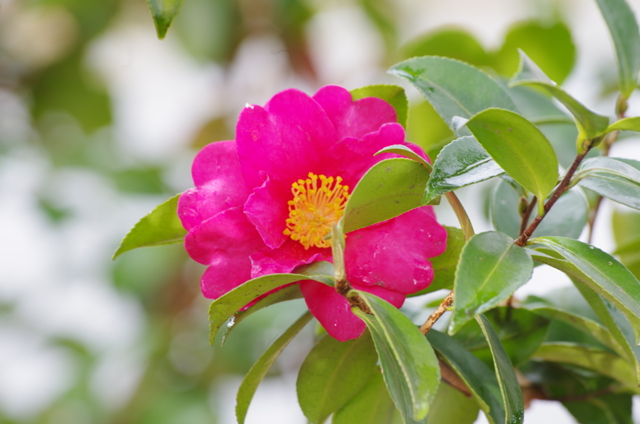 山茶花 by Erica20 （ID：12784038） - 写真共有サイト:PHOTOHITO