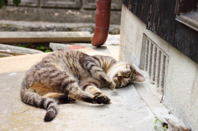 ごろりーん by えび天 （ID：1303948） - 写真共有サイト:PHOTOHITO