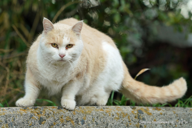 DSC04657 by 銀波 （ID：8394422） - 写真共有サイト:PHOTOHITO