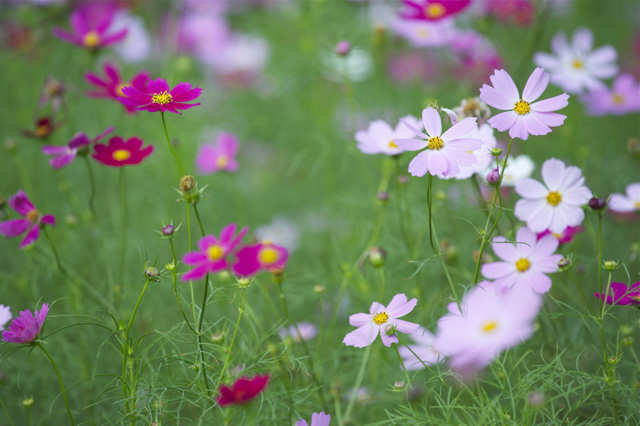 晩秋桜3 by bunbu101 （ID：2124872） - 写真共有サイト:PHOTOHITO