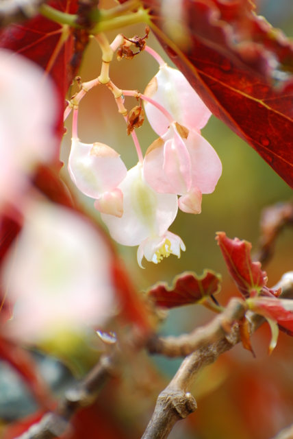 ベゴニア3 by オジーン （ID：3692947） - 写真共有サイト:PHOTOHITO