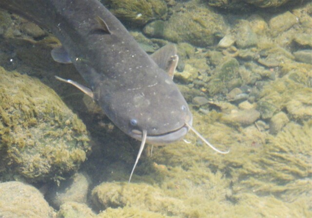 ナマズ君、登場 by たま407 （ID：11056342） - 写真共有サイト:PHOTOHITO