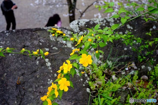 20230327#12 by へのへのもへの （ID：11680444） - 写真共有サイト:PHOTOHITO