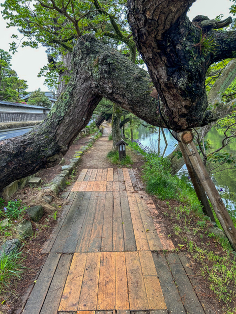 2024GW とおりゃんせ♪塩見縄手＠松江市 by TR3 PG@ （ID：12435706） - 写真共有サイト:PHOTOHITO