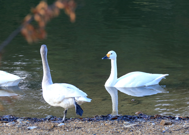 コハクチョウ親子？ 鴨池公園にて by otocha2 （ID：11515922） - 写真共有サイト:PHOTOHITO