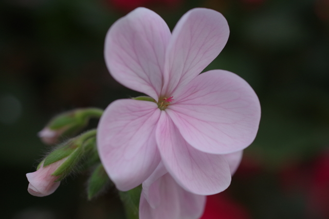 桃色のゼラニウム-1 by さくらんぼjam （ID：3222878） - 写真共有サイト:PHOTOHITO