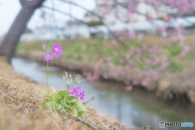 小さな春 by nakamu （ID：11637040） - 写真共有サイト:PHOTOHITO